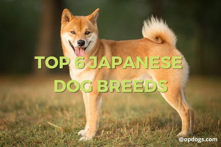 Top 6 Japanese Dog Breeds - Over Powered Dogs